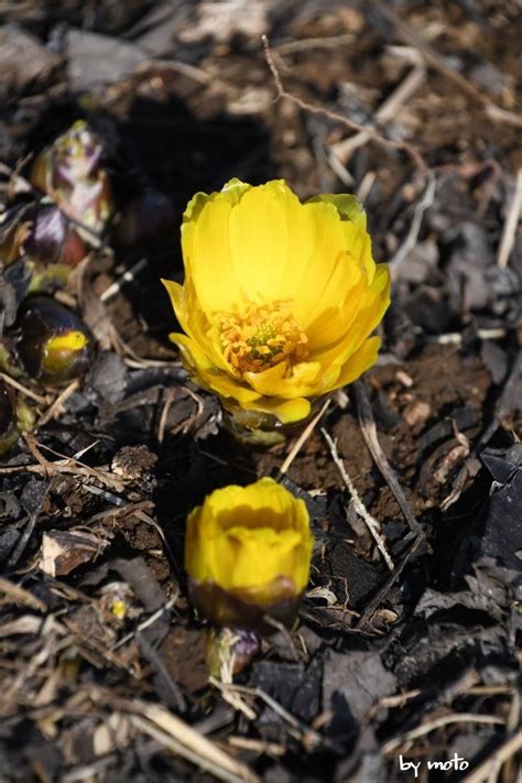 フクジュソウ元気をくれる色 野山の花たち