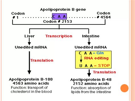Rna Processing PPTX