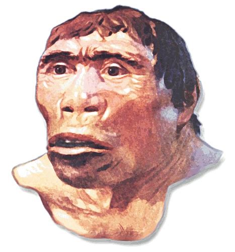 Java Man From Indonesia Adds Debate About Human Origination Java