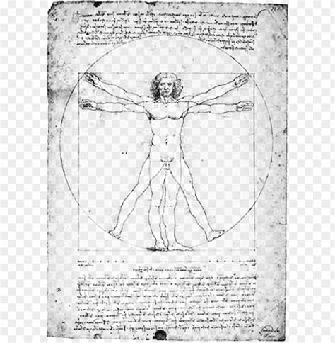 Caesarianos Vitruvian Man Caesarianos Vitruvian Figure Leonardo Da Vinci PNG Transparent With
