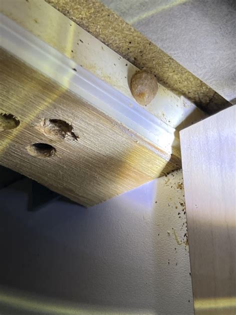 Just Moved In And It Looks Like A Possible Roach Problem Rpestcontrol