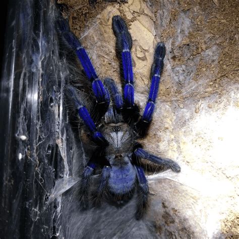 Singapore Blue Tarantula Lampropelma Violaceopes For Sale