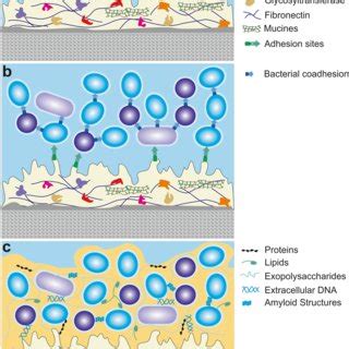 Pdf Bioadhesion In The Oral Cavity And Approaches For Biofilm