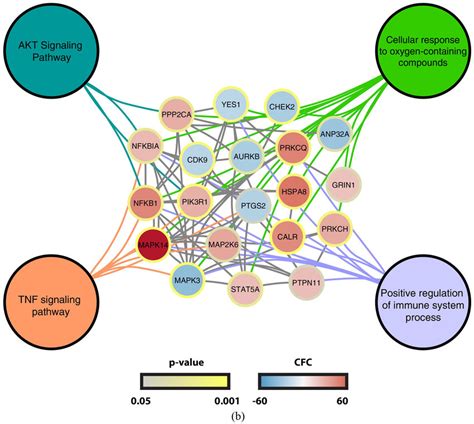 A A List Of The Biological Pathways Identified Via David Analysis