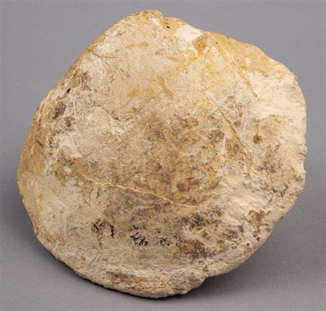 Fossilized Shell Te Ahu Museum