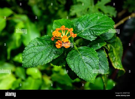Lantana Camara Common Lantana Flowers Growing In Nha Trang Vietnam