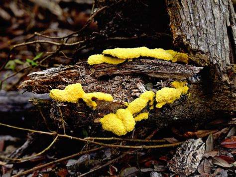 Unknown Moss Flora Critiques Nature Photographers Network