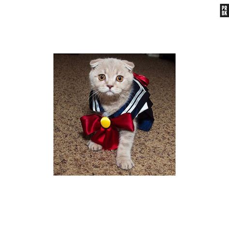 Foto Sailor Moon Virou Uma Gatinha Tamb M Purebreak