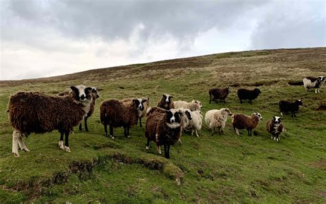 Thousands Of Sheep Treated For Scab Shetland News