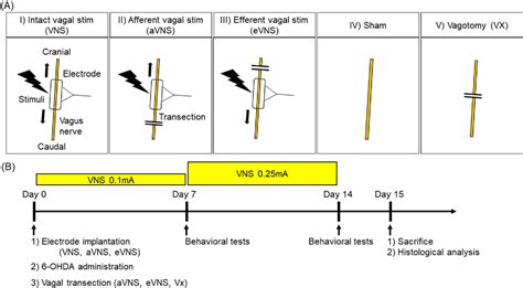 Figure 1 From Continuous Vagus Nerve Stimulation Exerts Beneficial Effects On Rats With