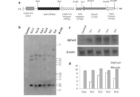 Development Of Transgenic Tobacco Plants Through Agrobacterium Mediated