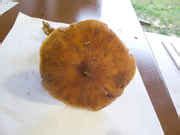 Testing My Skills And Asking For Some Backup Ids Mushroom Hunting And