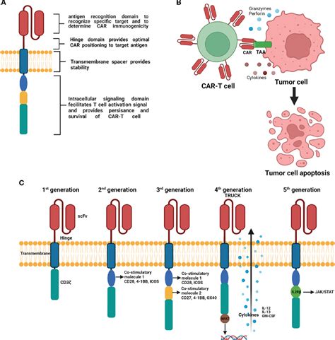 Figure 1 From Utility And Drawbacks Of Chimeric Antigen Receptor T Cell