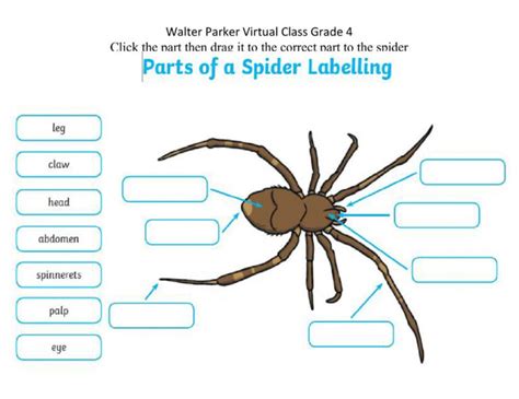 Spider Parts Worksheet Anatomy Worksheets