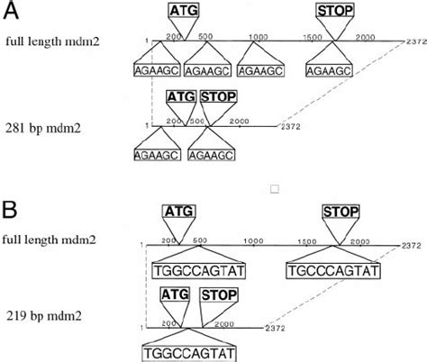 Comparison Of Aberrantly Spliced Mdm2 Rt Pcr Products With Full Length Download Scientific