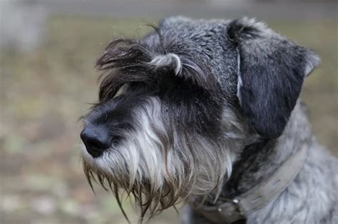 Cuáles Son Las Razas De Perros Más Adecuadas Para Departamentos Y Las