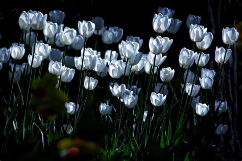 Tulipán Fondo De Pantalla Hd Fondo De Escritorio 2000x1333 Id