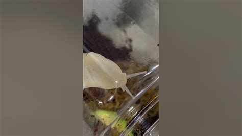 생각보다 귀여워서 놀라는 달팽이 물 먹는 장면 Youtube
