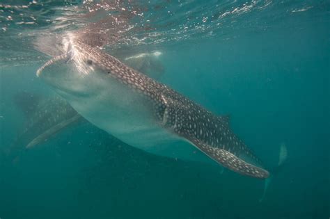 Blue Whale Migration Patterns Giants Of The Sea Eco Migrations