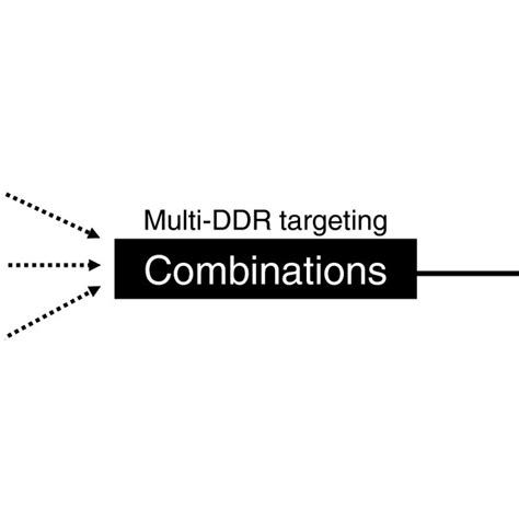 The Role Of Atm And Atr In Cell Cycle Regulation Following Dna Damage