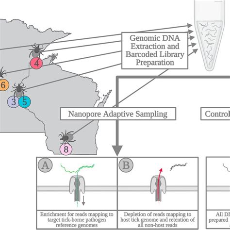 Pdf Metagenomic Surveillance For Bacterial Tick Borne Pathogens Using