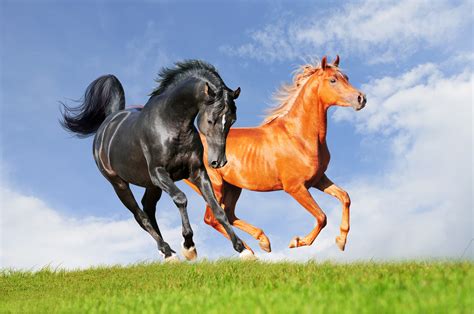デスクトップ壁紙 うま 牧草地 草原 メア 脊椎動物 Man 乗馬主義 動物のスポーツ 哺乳類のような馬 種馬