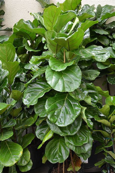 column fiddle leaf fig ficus lyrata column in davidsonville