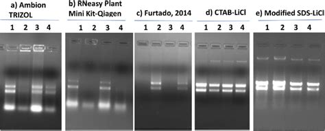 Activated Charcoal Mediated RNA Extraction Method For 50 OFF