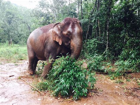 Visit Mondulkiri: 2024 Travel Guide for Mondulkiri, Cambodia | Expedia