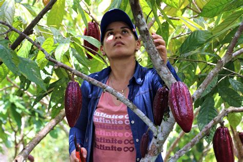 Materiales De Cacao TCS 06 TCS 13 Y TCS 19 De AGROSAVIA