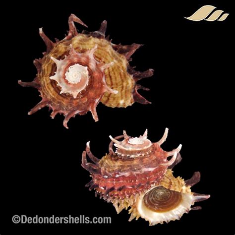 Angaria Poppei 20 De Donder Shells