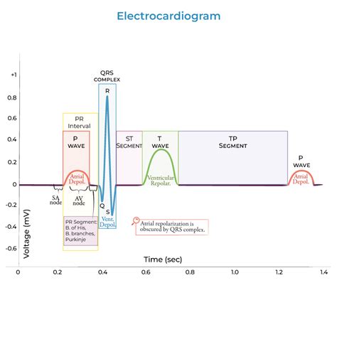 Electrocardiogram Diagram 2 Electrode Placement For Electrocardiogram