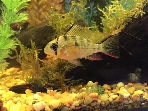 Help Sexing A Bolivian Ram