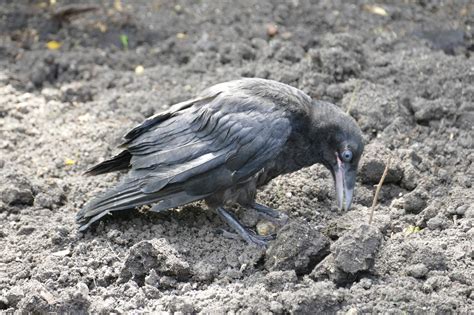 24 Birds With Blue Eyes Pictures And Identification