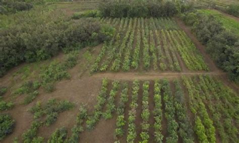 Guía Para Implementar Un Sistema Agroforestal Exitoso