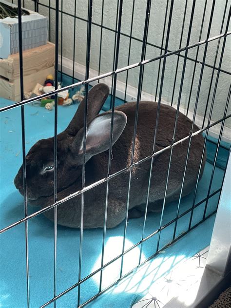 I Peed On Mommas Bed And She Locked Me In My Pen 😤 Rbunnyshaming