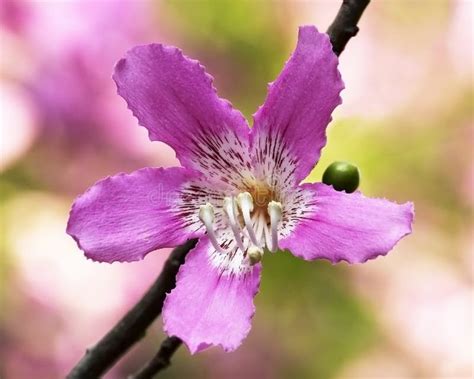Chorisia Speciosa Flower Silk Floss Tree Stock Photo Image Of