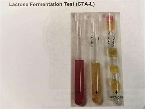 Lactose Positive Tests Flashcards Quizlet