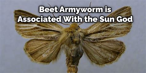 Beet Armyworm Spiritual Meaning Symbolism And Totem 2022