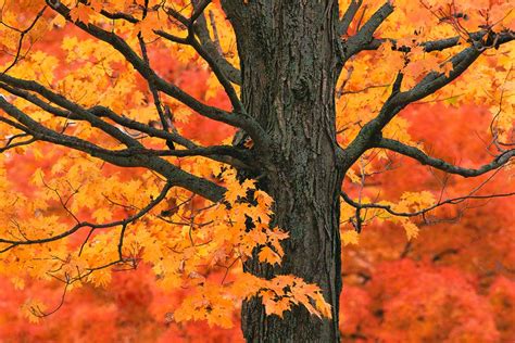 Identifying Maple Trees By Their Bark Identifying 13 Common Native