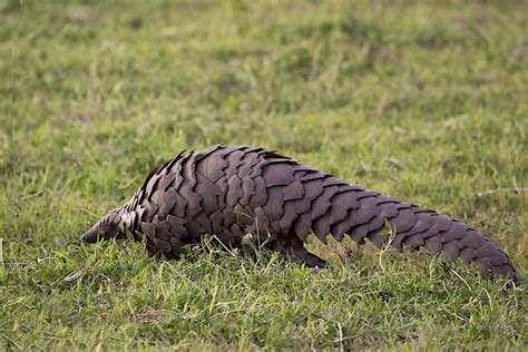 Nine Tons Of Illicit Pangolin Scales Recovered In Nigeria