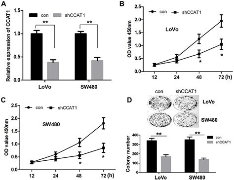 Lncrna Ccat1 Promotes Colorectal Cancer Tumorigenesis Via A Mir 181b 5 Ott