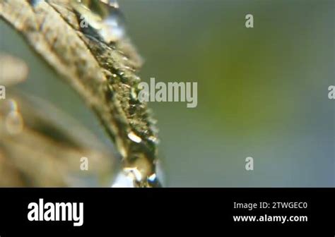 Big Drops Of Rain Slide On A Small Leaf Of A Garden Plant On A Sunny