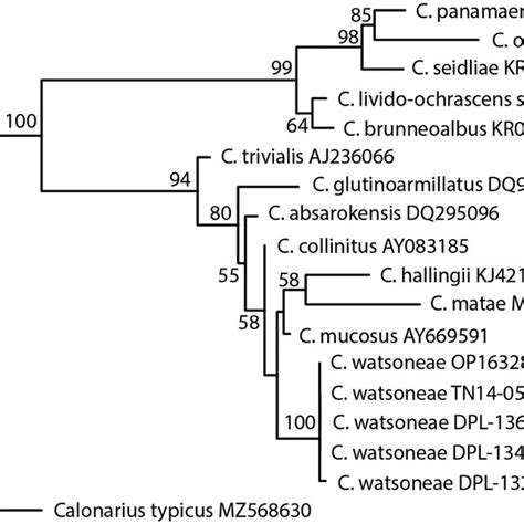 a phylogram resulting from the raxml analysis of the dataset bootstrap