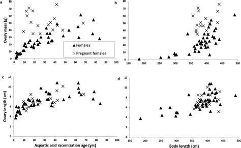 —ovary Mass G And Length Cm At Aspartic Acid Racemization Age Download Scientific Diagram