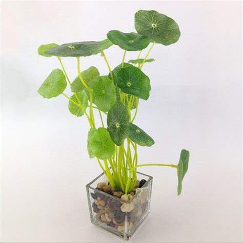 Rất Hay Rau Má trong tiếng anh là gì Định nghĩa ví dụ