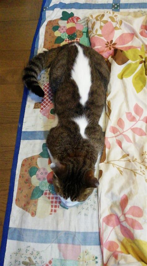 Kiyoko On Twitter おはようございますにゃ ぺったんこになってますの😸 猫のいる暮らし 猫のいる幸せ 猫