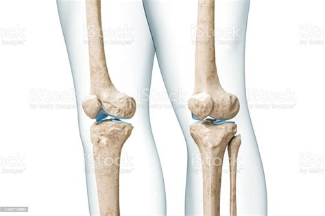 신체 윤곽이 있는 무릎 뼈 3d 렌더링 그림은 복사 공간이 있는 흰색으로 분리되어 있습니다 인간 골격 해부학 의료 다이어그램