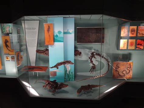 Bestiarium Fantastisches aus Biologie Paläontologie und Natur
