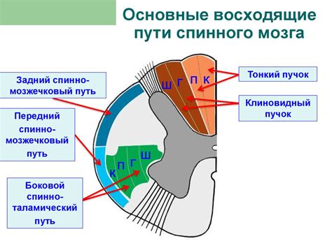 Спинной мозг Форма топография основные отделы спинного мозга презентация онлайн